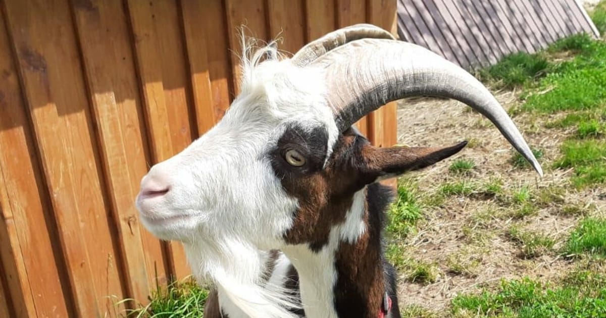 Waffen, Drogen und Co. - Tiroler köpfte Ziege im Garten und narrte ...