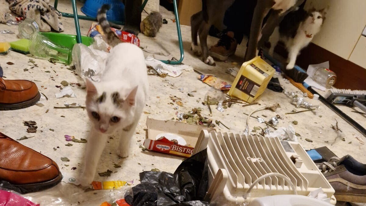Chaos und kein Futter - Tierheim rettet Katzen und Hund aus Messie ...