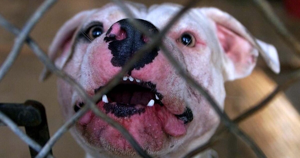 Wollte ihn streicheln - Griechenland: Hund beißt britischen Bub tot ...
