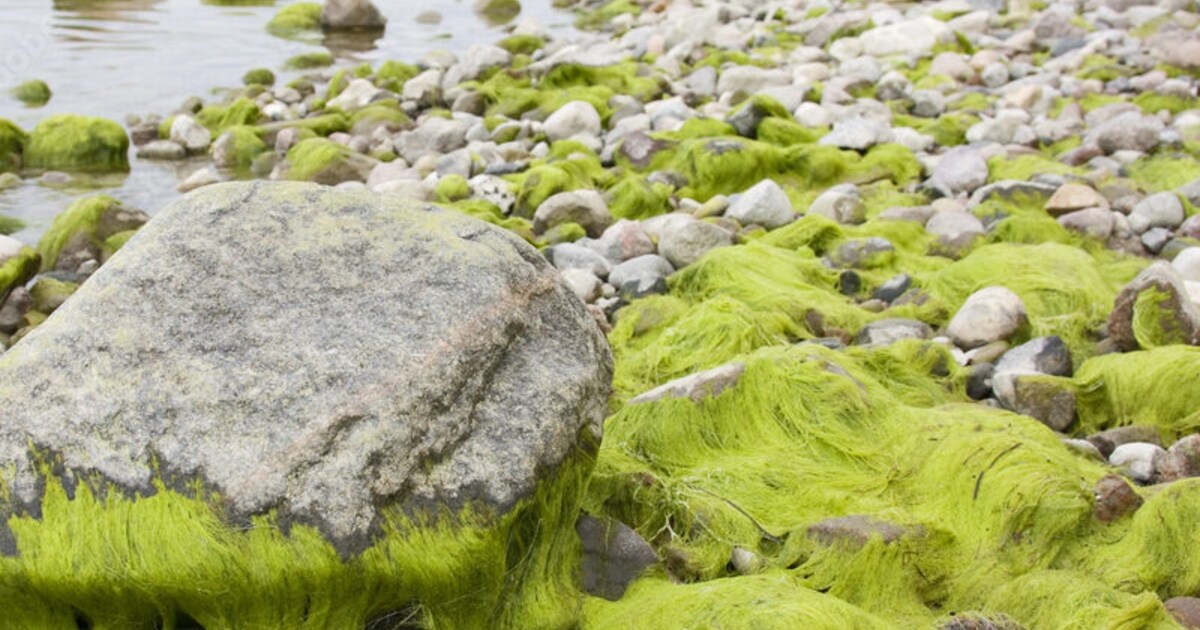7000 Jahre alt - Forscher erweckten Alge wieder zum Leben | krone.at
