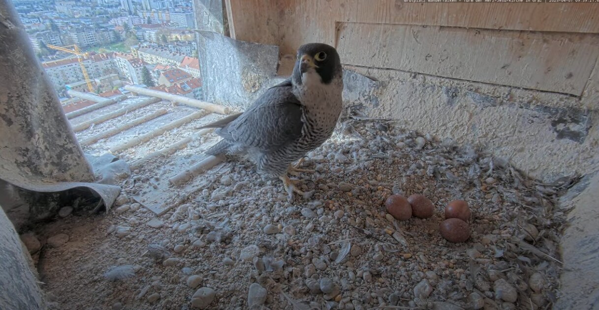 Herz-Jesu-Kirche - Grazer Wanderfalken-Küken schlüpfen bald wieder ...