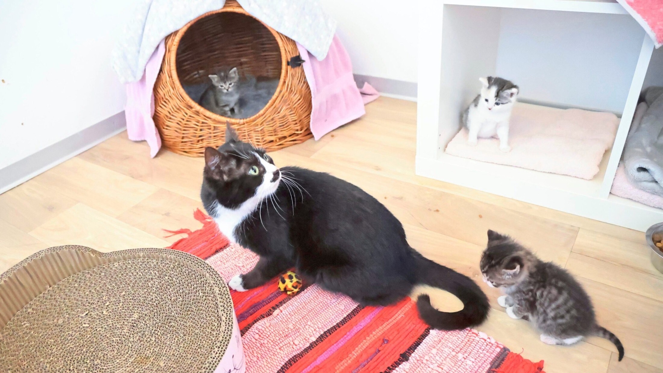 „Fast wie ein Wunder“ - Allein auf Baustelle: Katzenbabys wieder bei ...