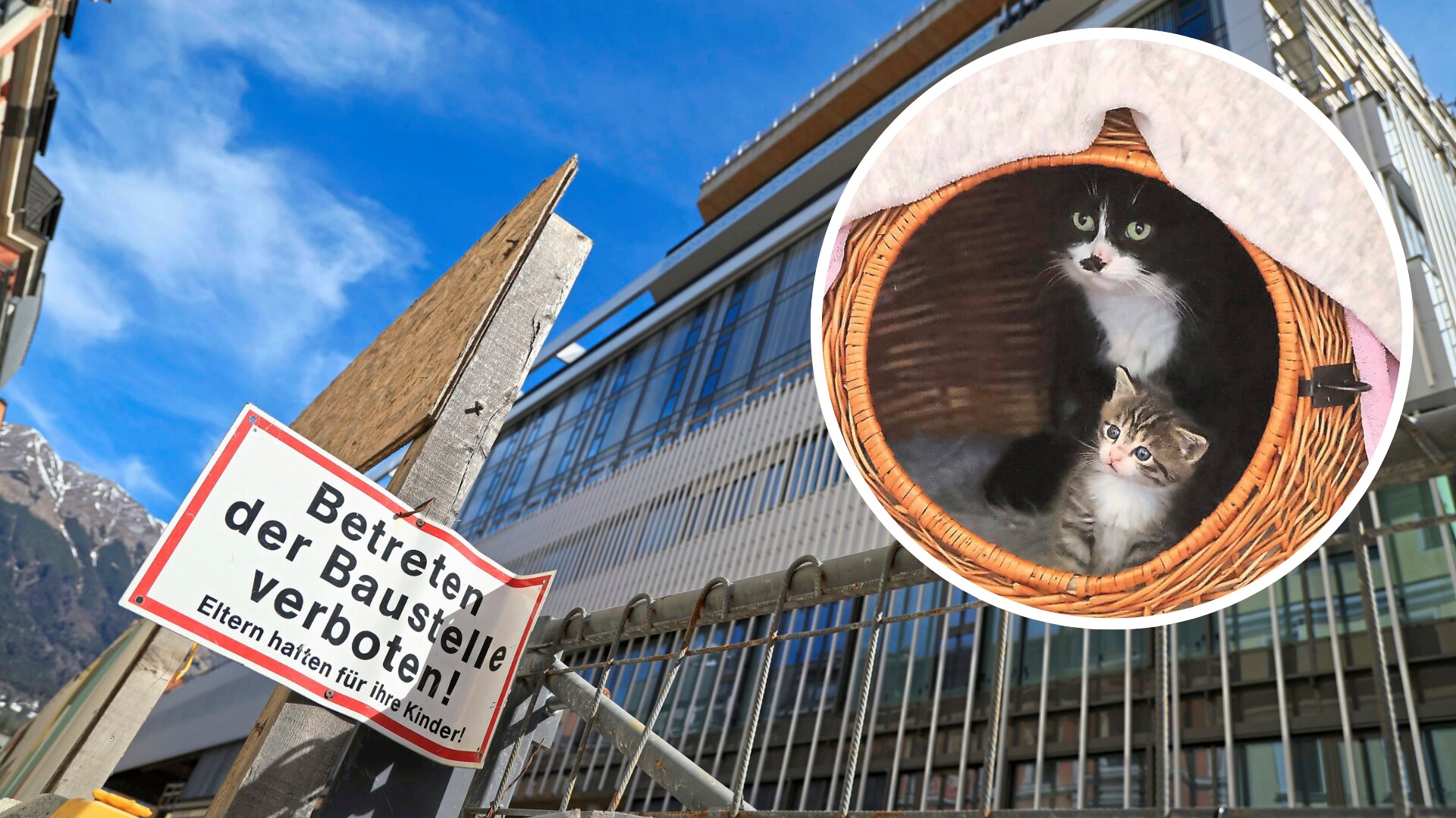 „Fast wie ein Wunder“ - Allein auf Baustelle: Katzenbabys wieder bei ...