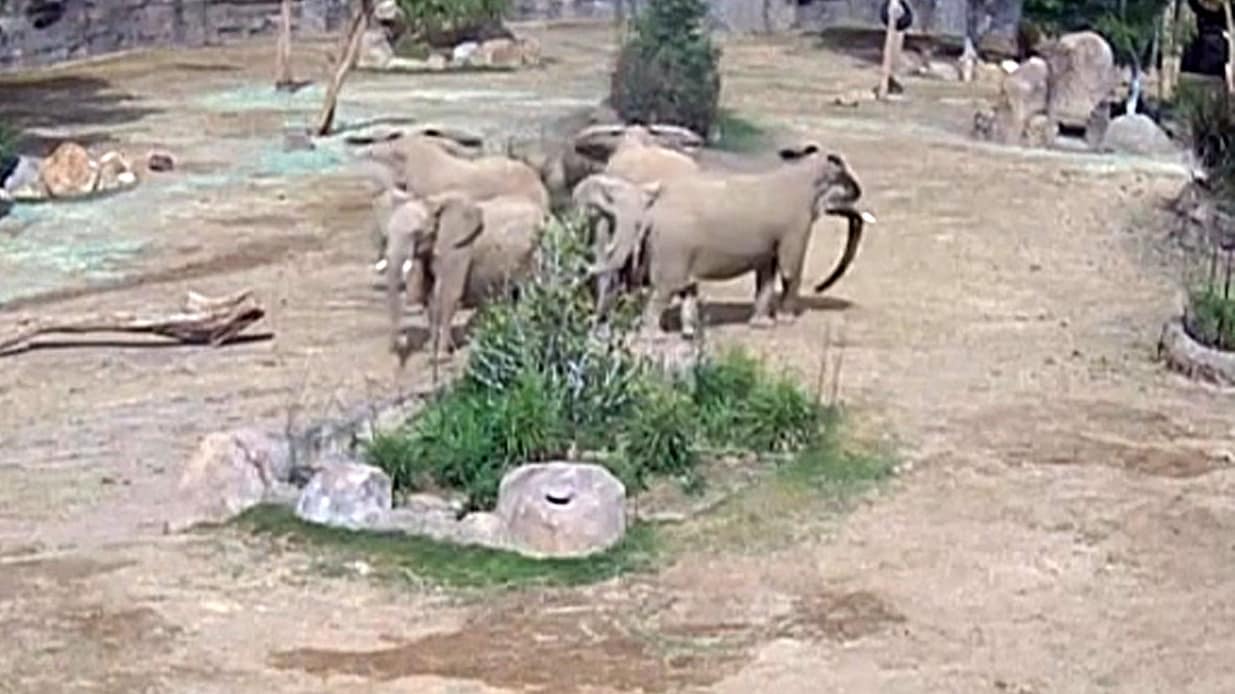 In Zoo gefilmt - Elefanten bilden während Erdbeben „Alarmkreis“ | krone.at