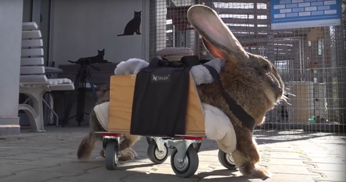 „Sofort angenommen“ - Gelähmt: „Hot Wheels“ dank Vogelhaus wieder mobil ...