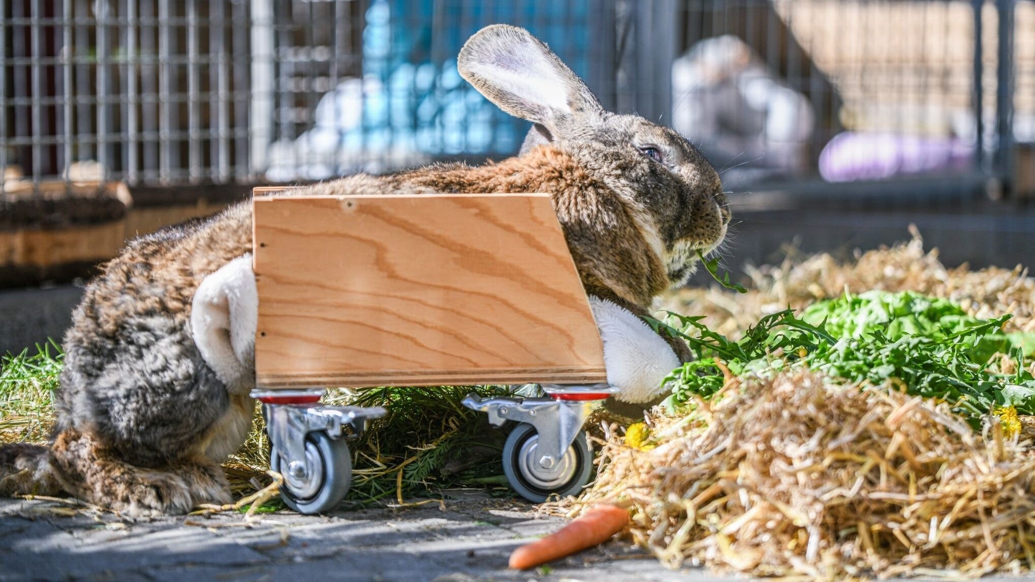 „Sofort angenommen“ - Gelähmt: „Hot Wheels“ dank Vogelhaus wieder mobil ...