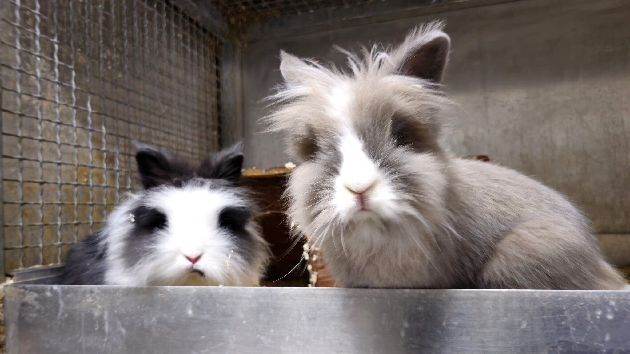 Oberösterreich - „Wer will mich?“: Diese Tiere haben kein Zuhause ...