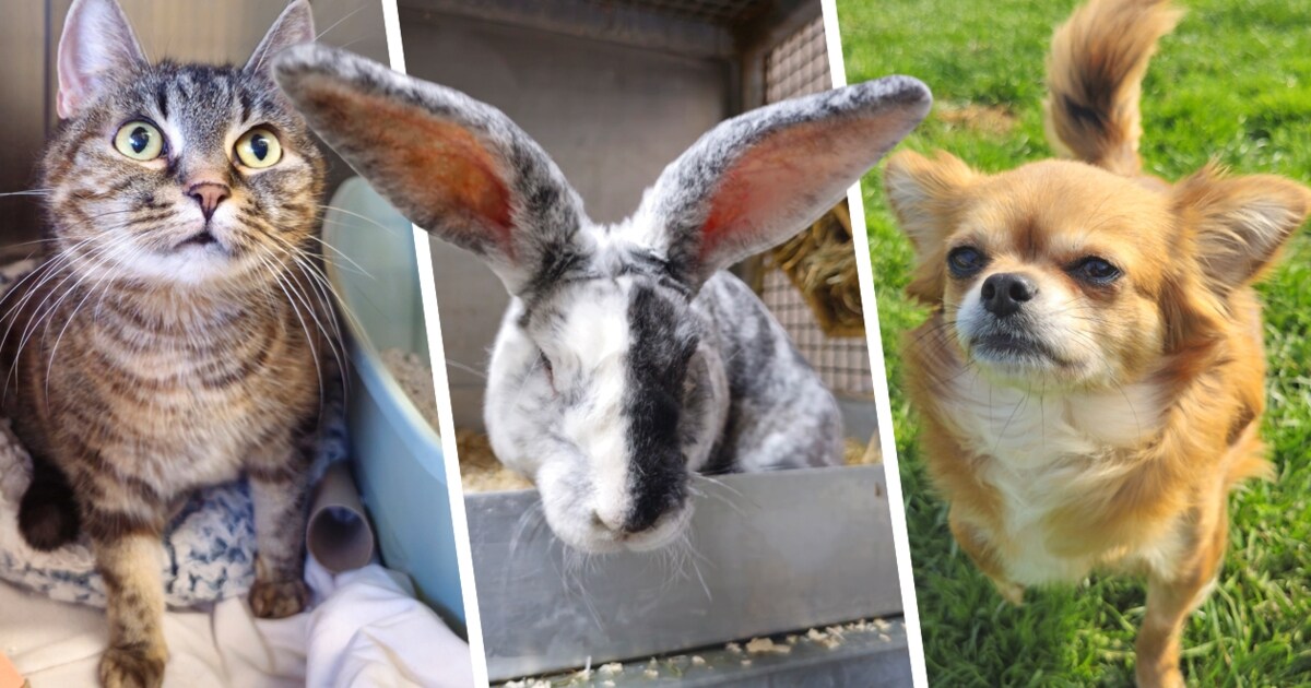 Oberösterreich - „Wer will mich?“: Diese Tiere haben kein Zuhause ...