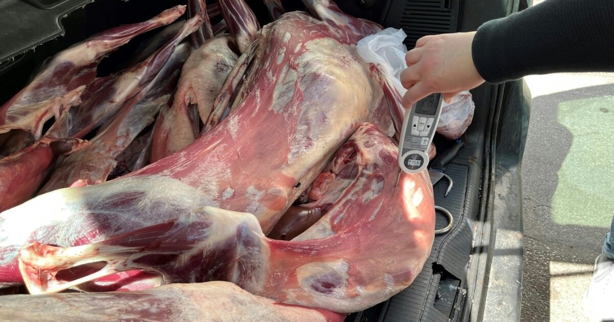28 Grad warm - Ekel-Alarm: 150 Kilo Lammfleisch lag in Kofferraum ...