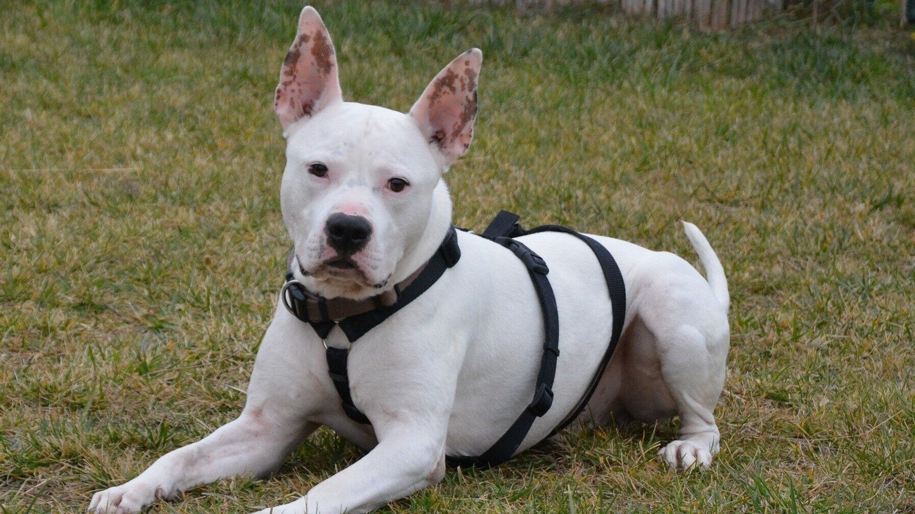 Wien, NÖ & Burgenland - Tiere auf der Suche nach einem Zuhause | krone.at