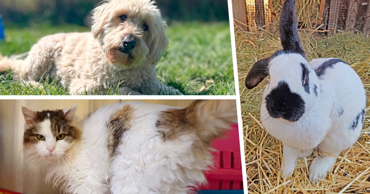 Oberösterreich - „Wer will mich?“: Diese Tiere haben kein Zuhause ...