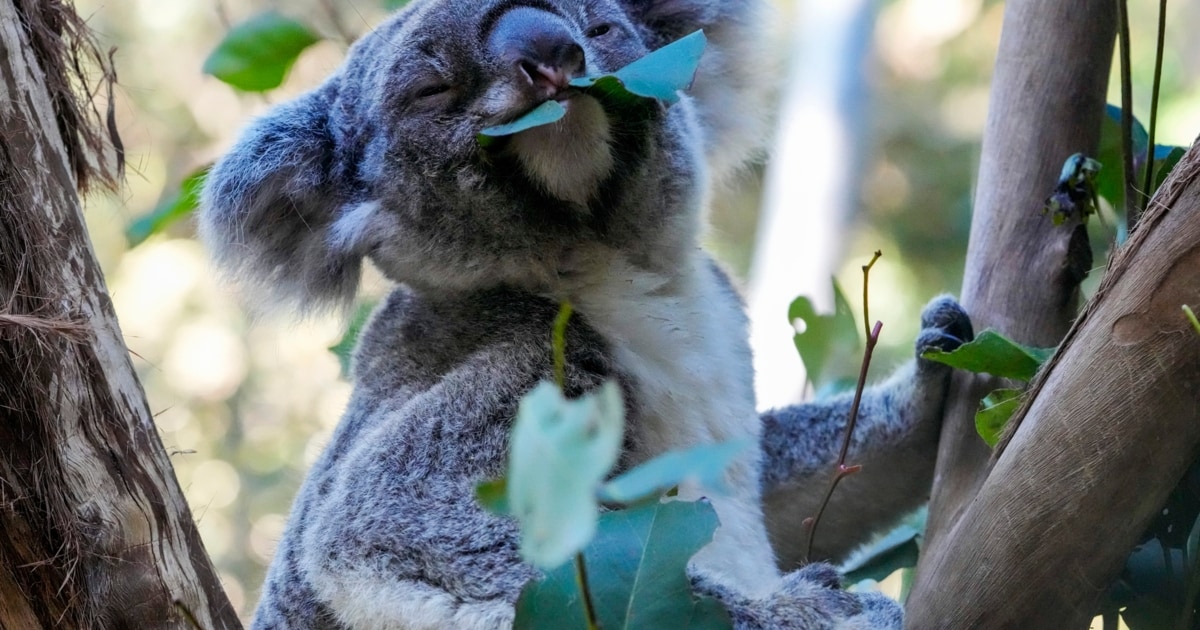 Hoffnung für Tierwelt - Australien: Neuer Impfstoff gegen Koala ...