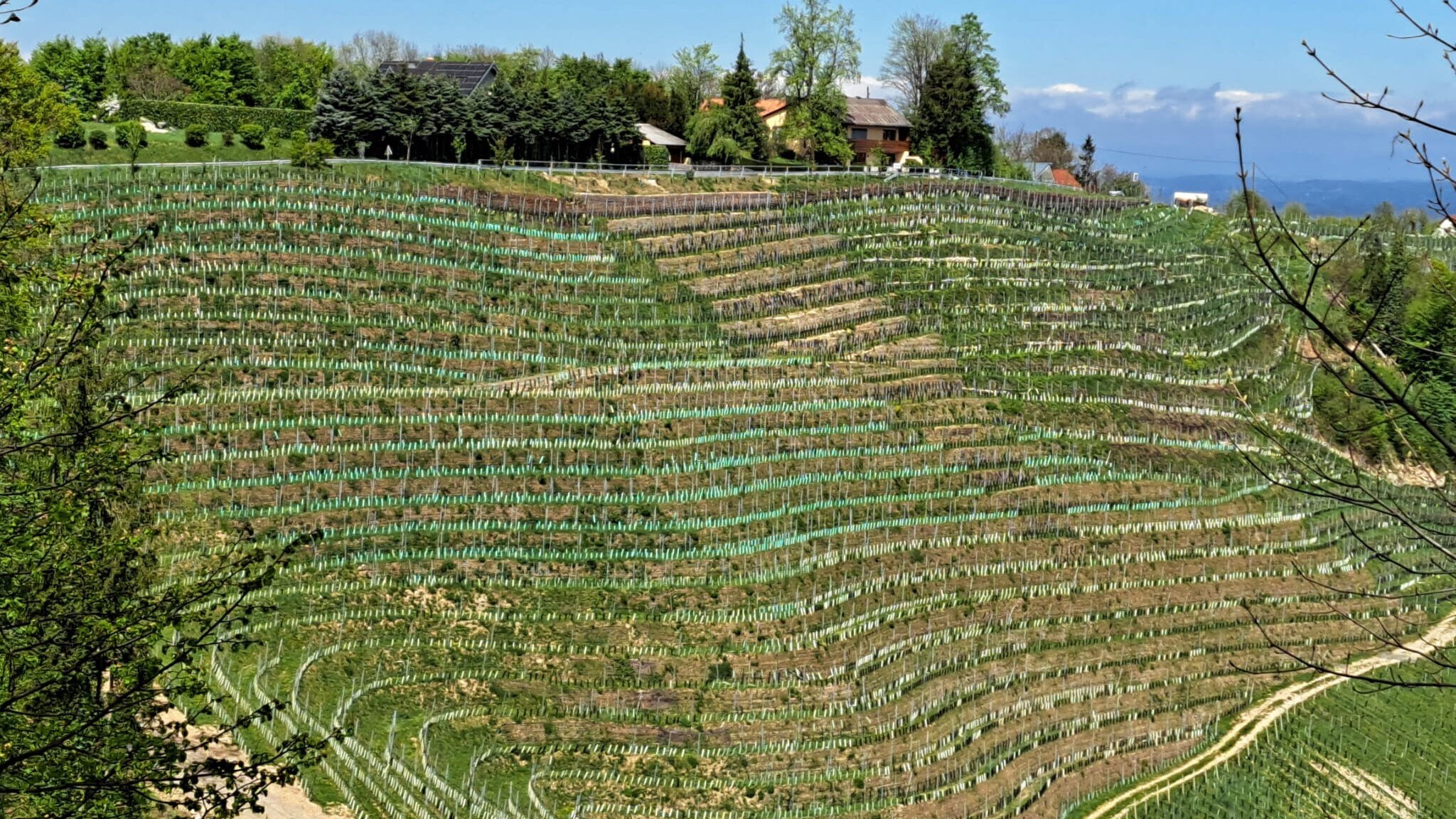 Nach Hangrutschung - Land hat Klage gegen Promi-Winzer eingebracht ...