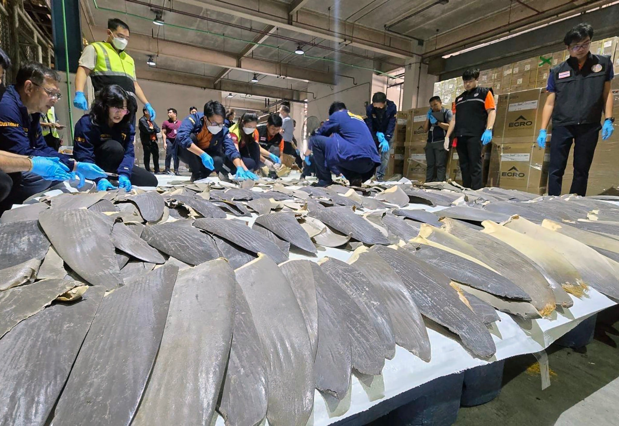 Schmuggel gestoppt - Haiflossen im Wert von 53.000 Euro beschlagnahmt ...