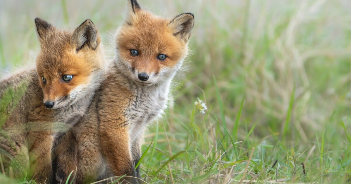 Alleine im Wald - Tierfreunde retten zwei verwaiste Fuchskinder | krone.at