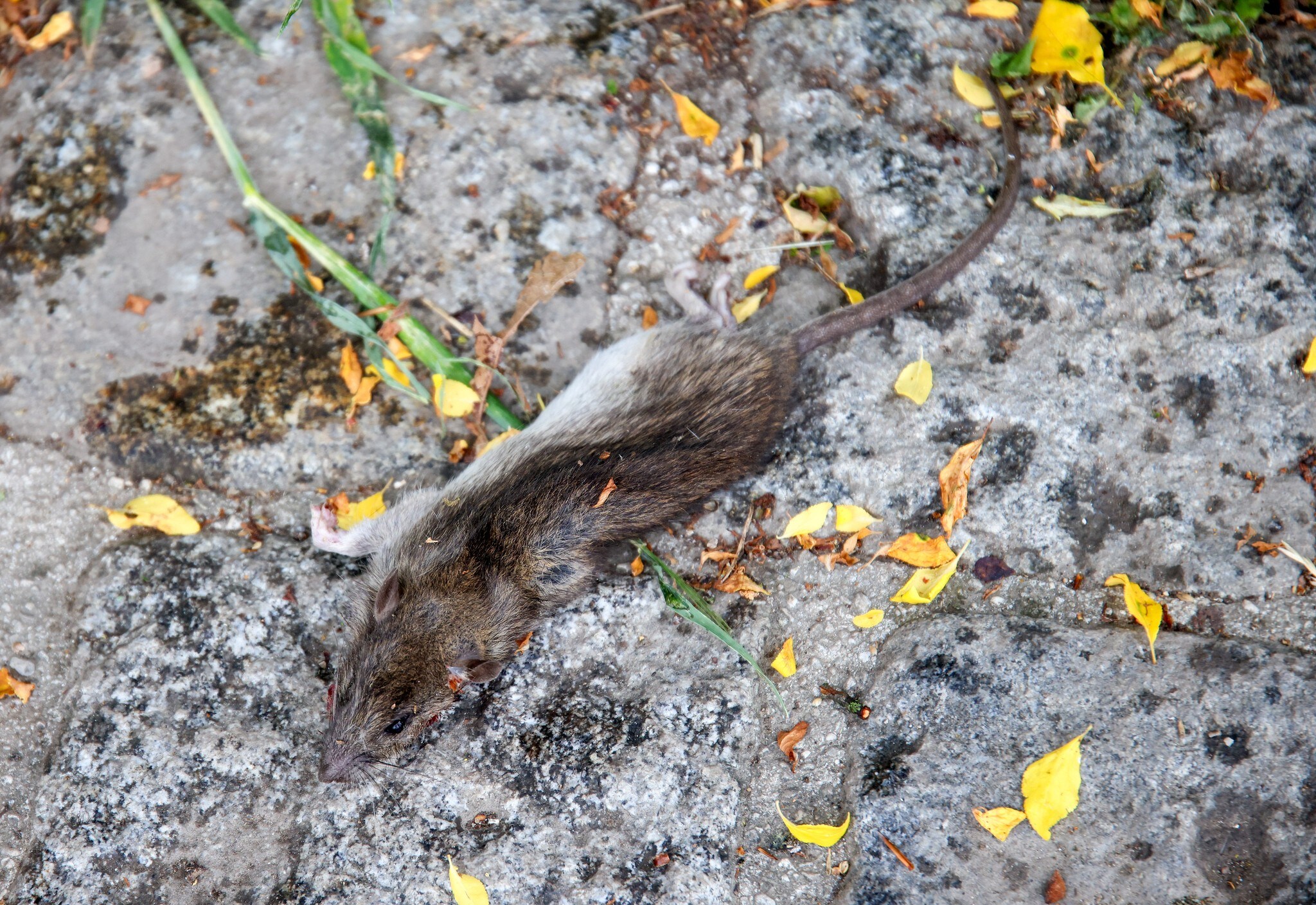 „Stoppt das Anlocken!“ - Ratten breiten sich in Salzburgs Gärten aus ...