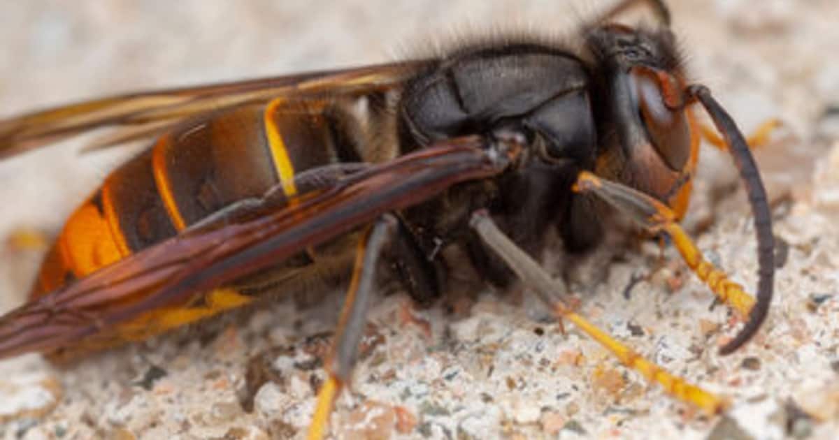 Experte beruhigt - „Heimische Hornissen sind keine Bienenkillerinnen ...