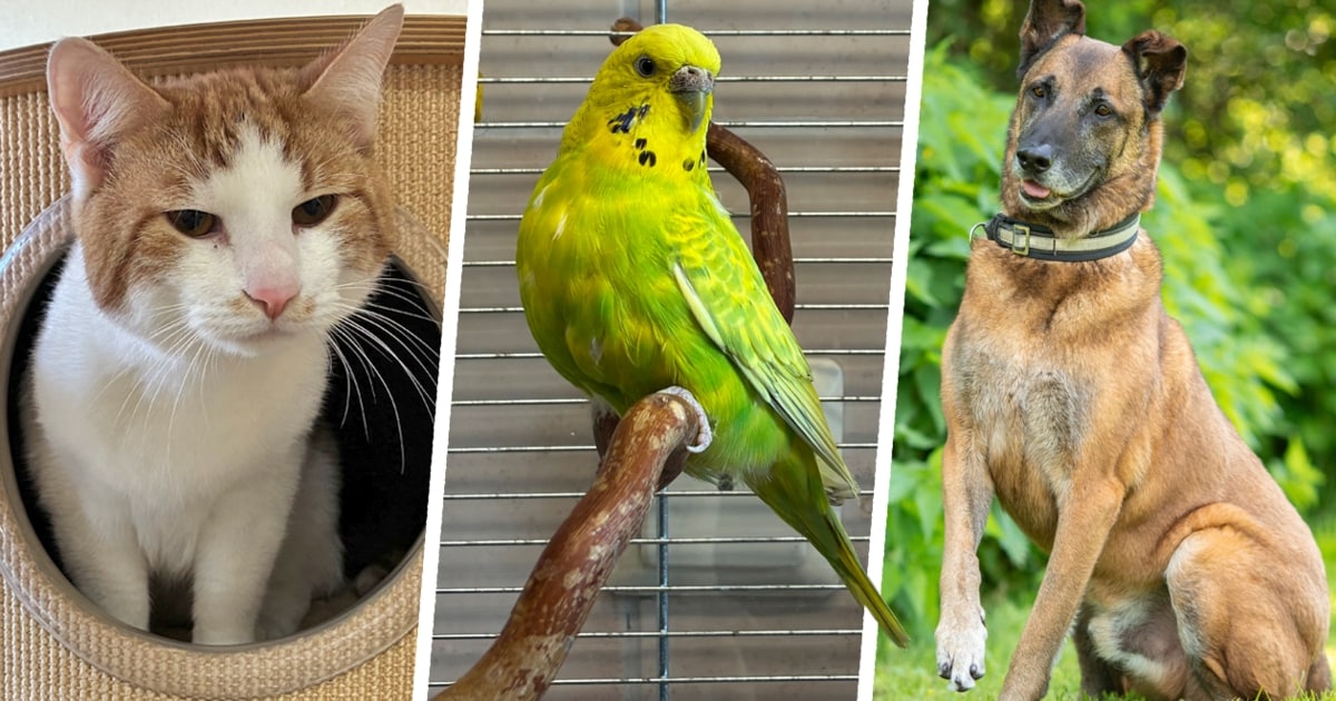 Oberösterreich - „Wer will mich?“: Diese Tiere haben kein Zuhause ...