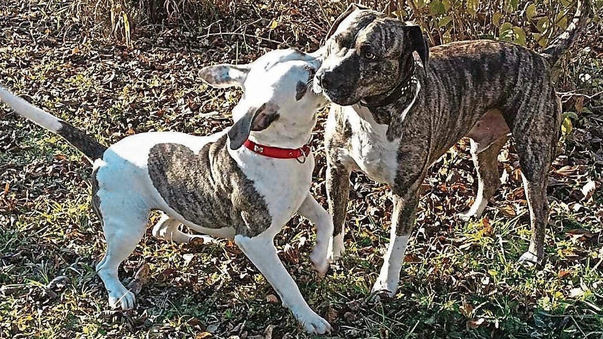 Dringend Platz gesucht - „Iris“ & „Arkas“ kann nur noch ein Wunder ...