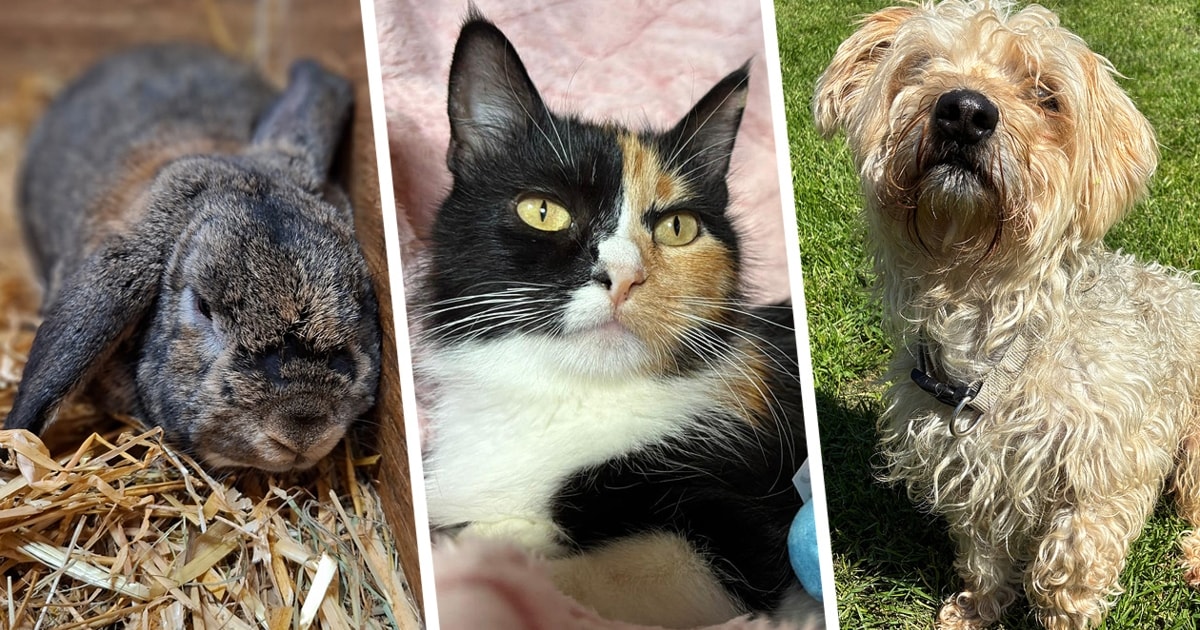 Oberösterreich - „Wer will mich?“: Diese Tiere haben kein Zuhause ...