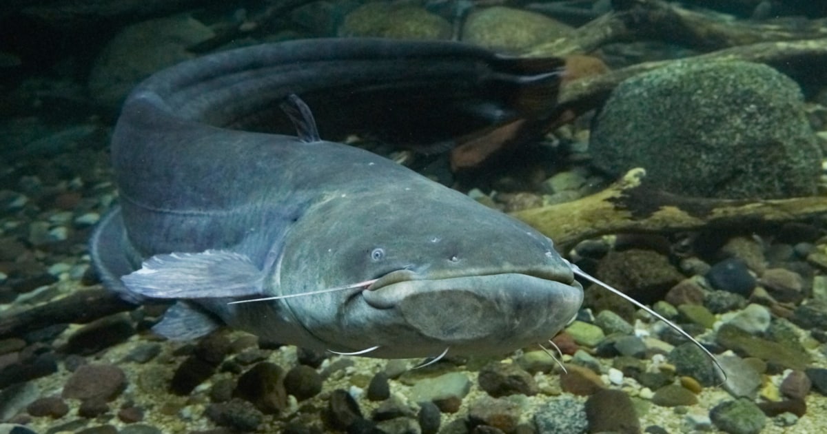 Im selben Badesee - Bayern: Erneut Schwimmer bei Wels-Angriff verletzt ...