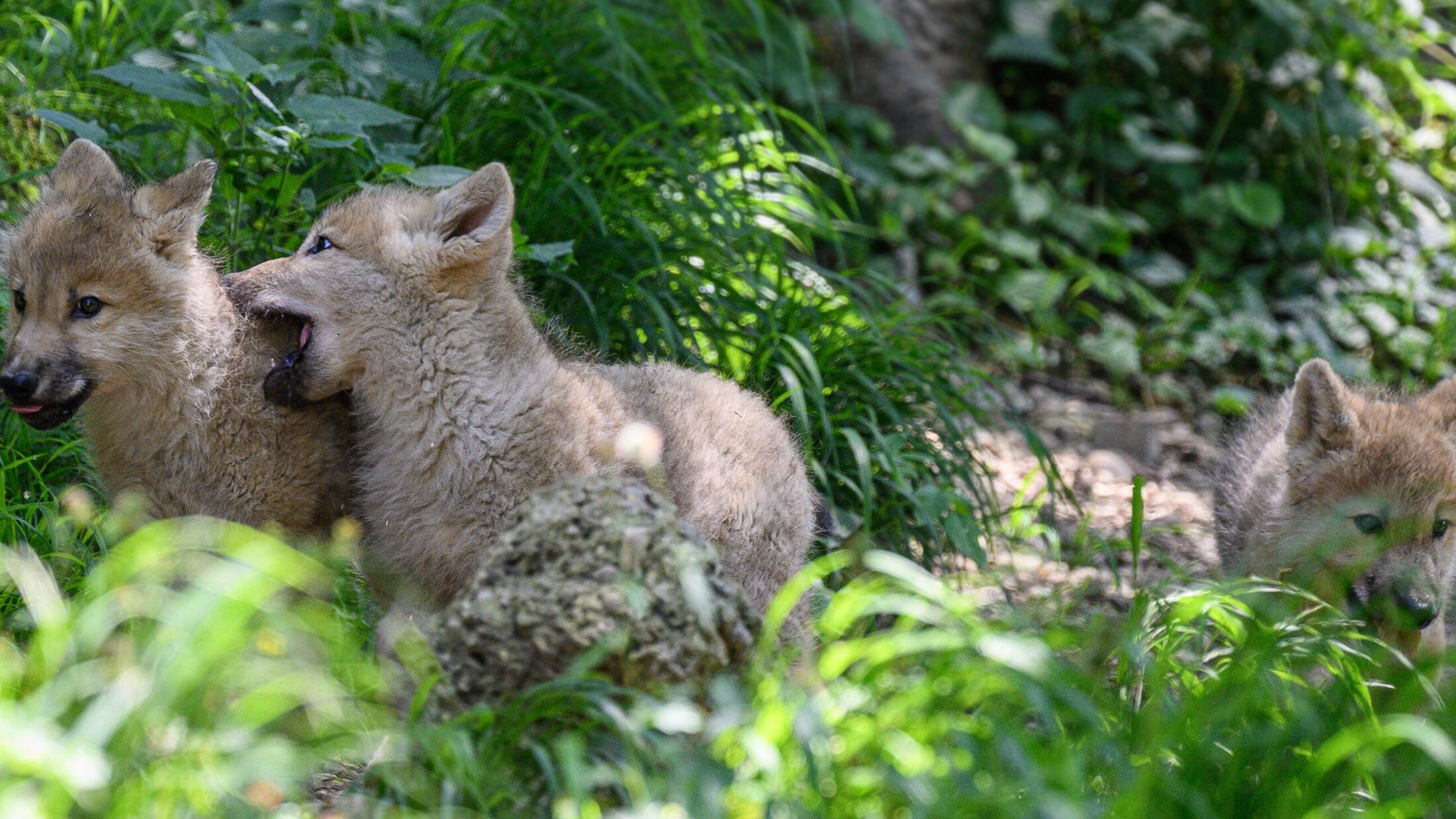 Wuschliger Nachwuchs - Polarwolf-Trio erkundet Gehege in Hellbrunn ...