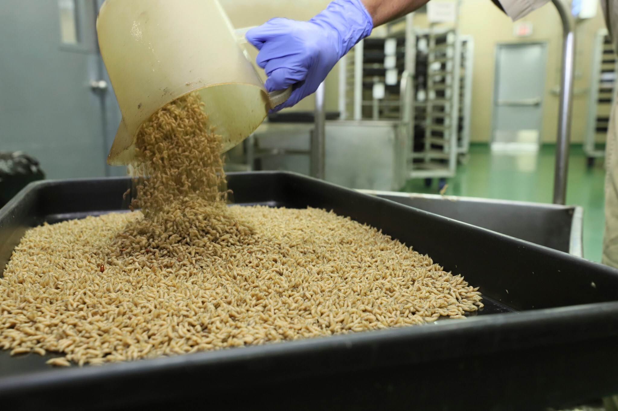 فلم سکسی دختران she does have a dog at her incall, but the