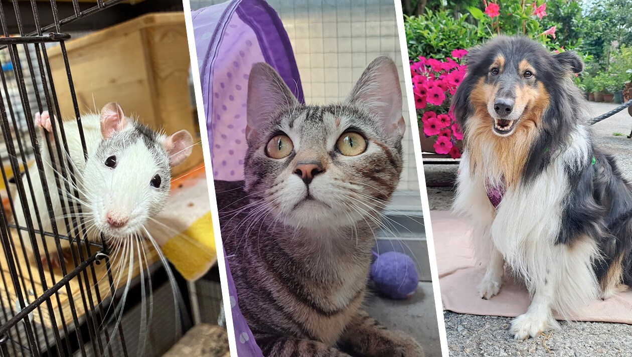 Oberösterreich - „Wer will mich?“: Diese Tiere haben kein Zuhause ...