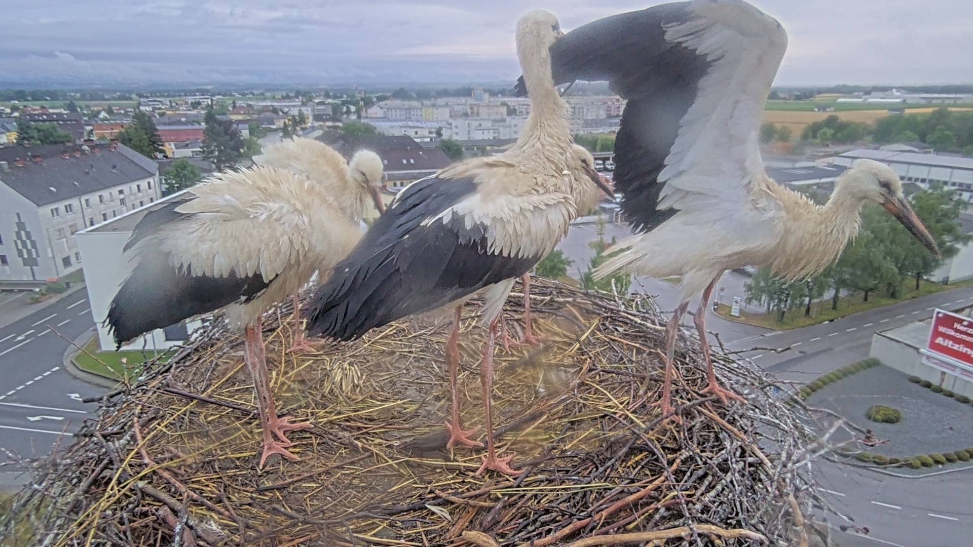 Eltern „zwingen“ sie - Jung-Störche am Funkmasten in Perg werden flügge ...