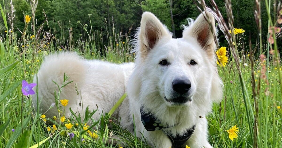 Toni wird Therapiehund - Helfer mit kalter Schnauze bald unter Menschen ...