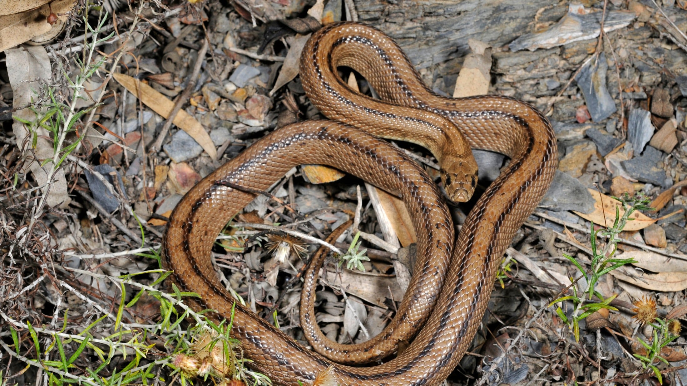 Grace_xo16 nudes she's extremely sensual and gorgeous while