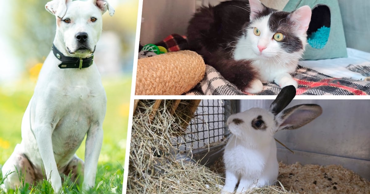 Oberösterreich - „Wer will mich?“: Diese Tiere haben kein Zuhause ...