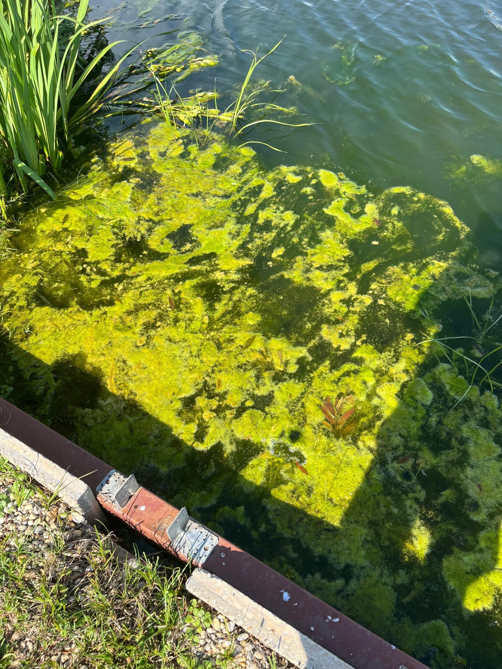 „Voller roter Punkte“ - Zerkarien und Algenteppich trüben Badevergnügen ...