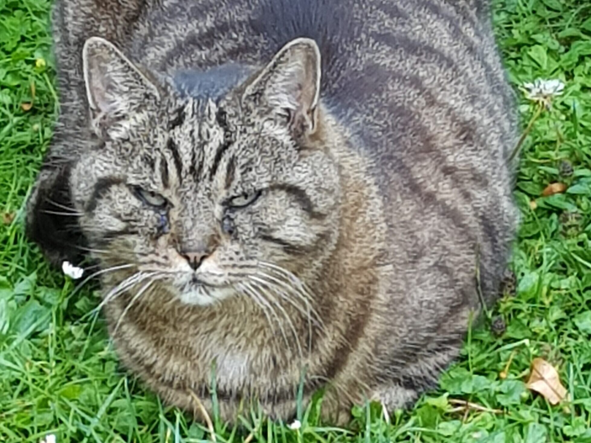 Wien, NÖ & Burgenland - Tiere auf der Suche nach einem Zuhause | krone.at