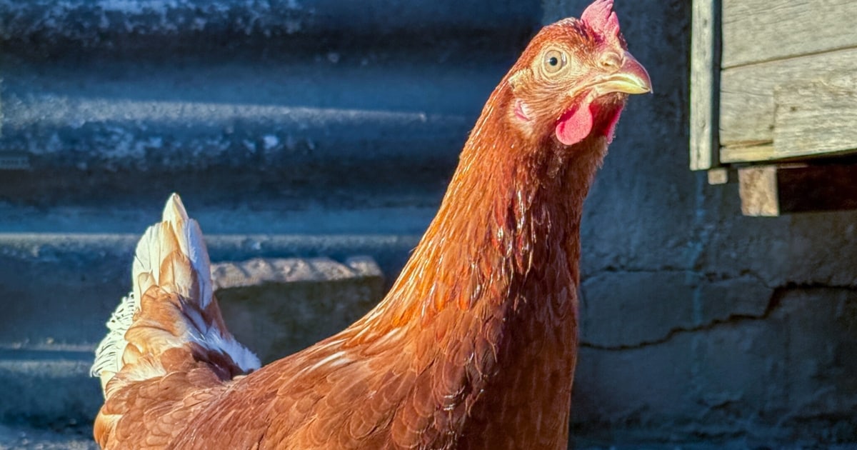 Sportler verletzt - Huhn lief über die Straße – da kam ein Rennradler ...