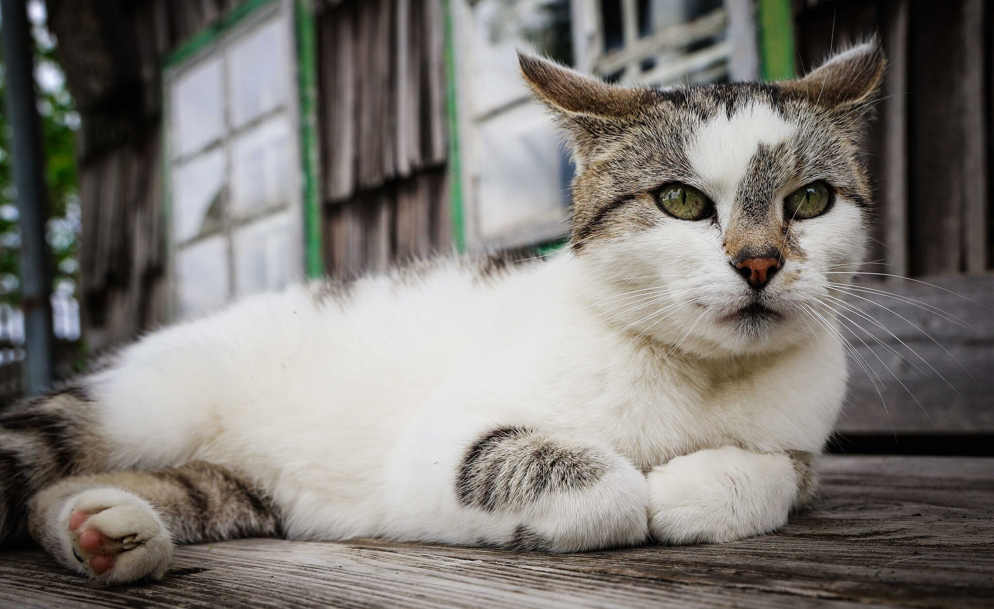 Hinweise erbeten - Wer schoss Kater „Raspi“ mit Luftdruckgewehr an ...