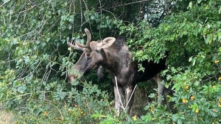 Route im Überblick - „Emil“ auf Tour: Wie der Elch alle Herzen eroberte ...
