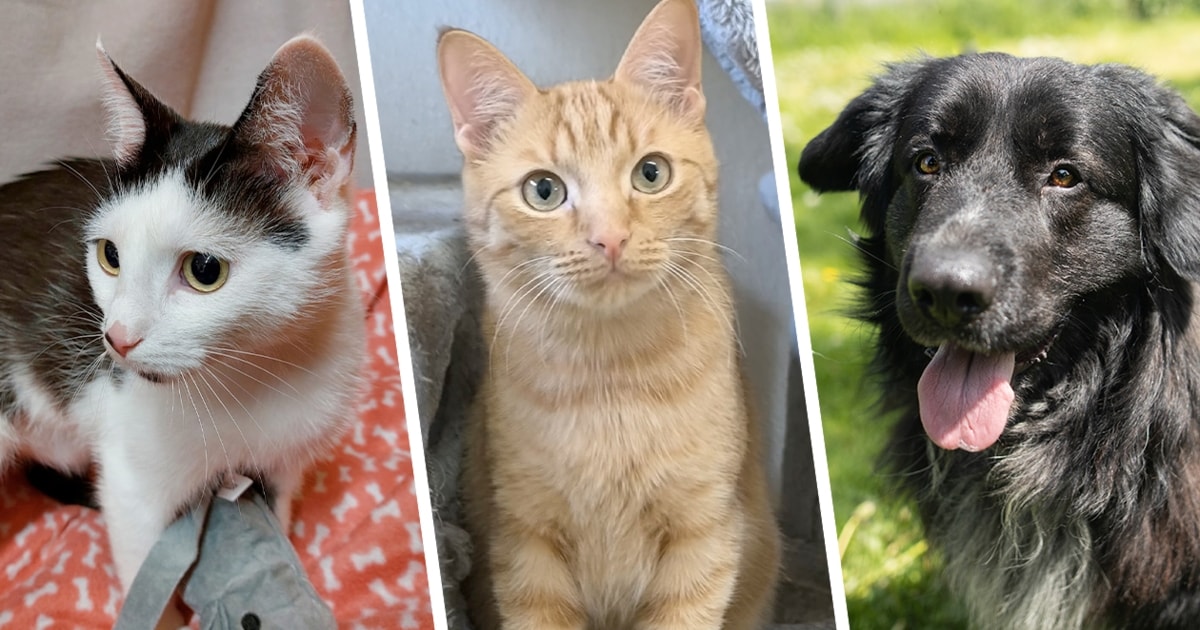 Oberösterreich - „Wer will mich?“: Diese Tiere haben kein Zuhause ...