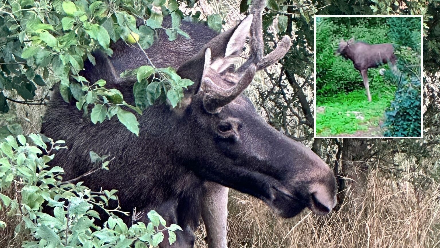 Jesus und Maria! - Elch „Emil“ stattet Lourdes-Grotte einen Besuch ab ...