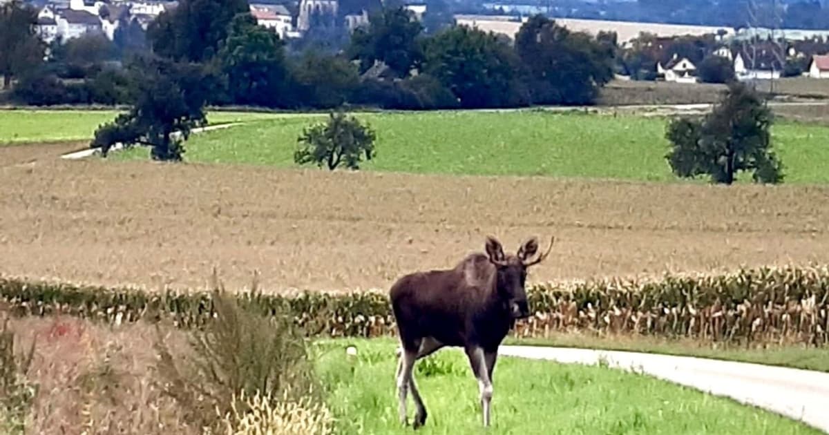 Elch marschiert weiter - Besuch bei Verwandten? „Emil“ vor Tierpark ...