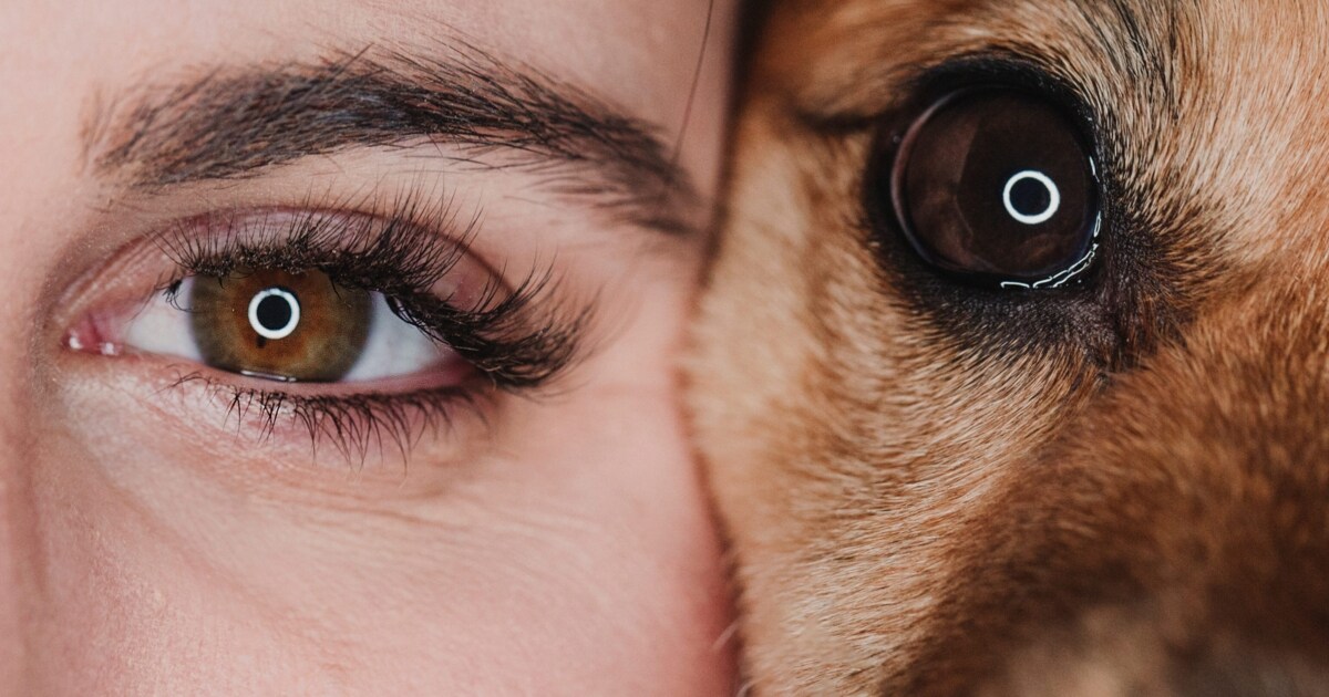 Besondere Fähigkeiten - Hirn & Herz: So magisch ist Mensch-Hund ...