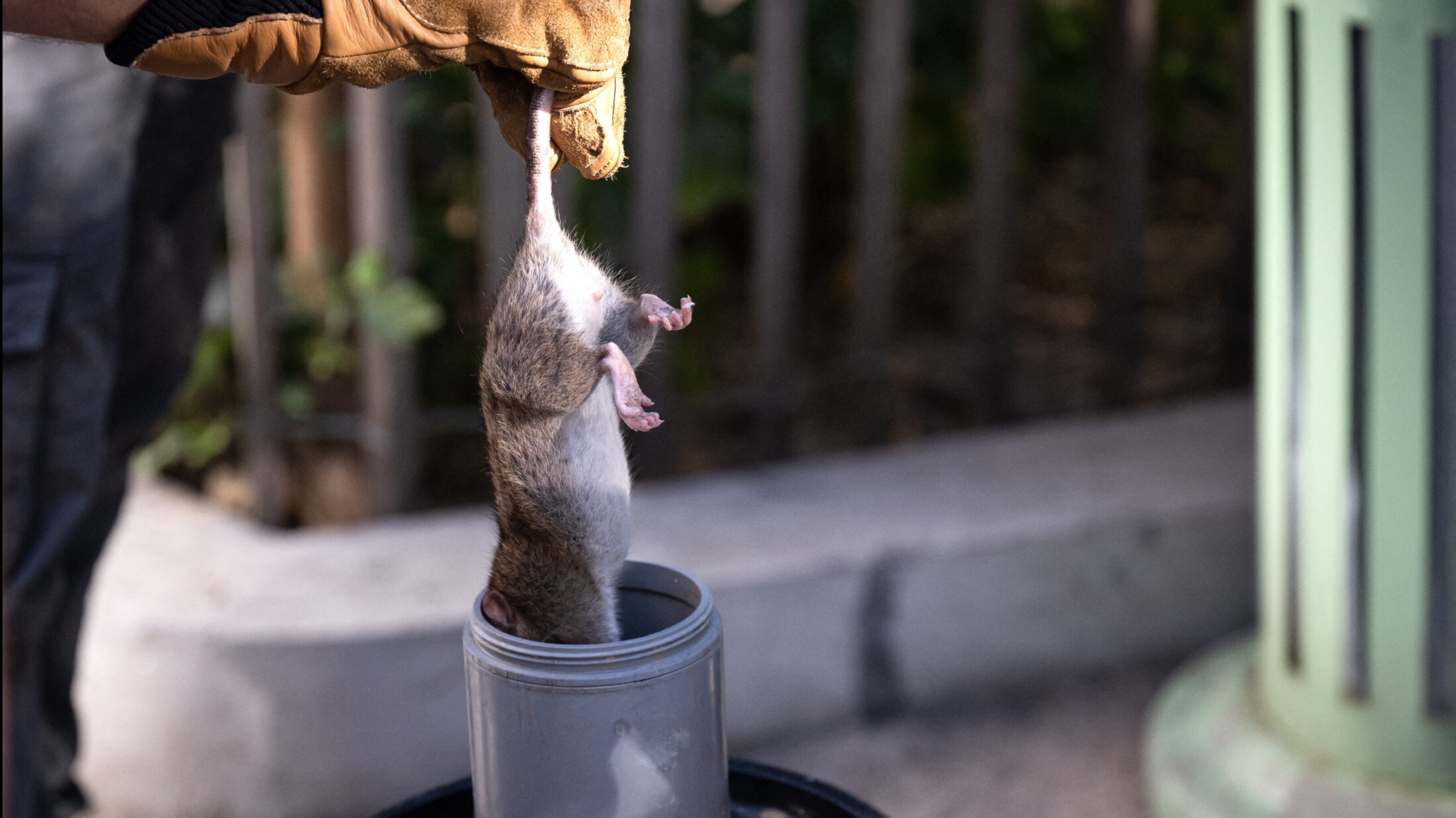 „Schon eine gesehen?“ - Französischer Politiker wirbt für Ratten in ...
