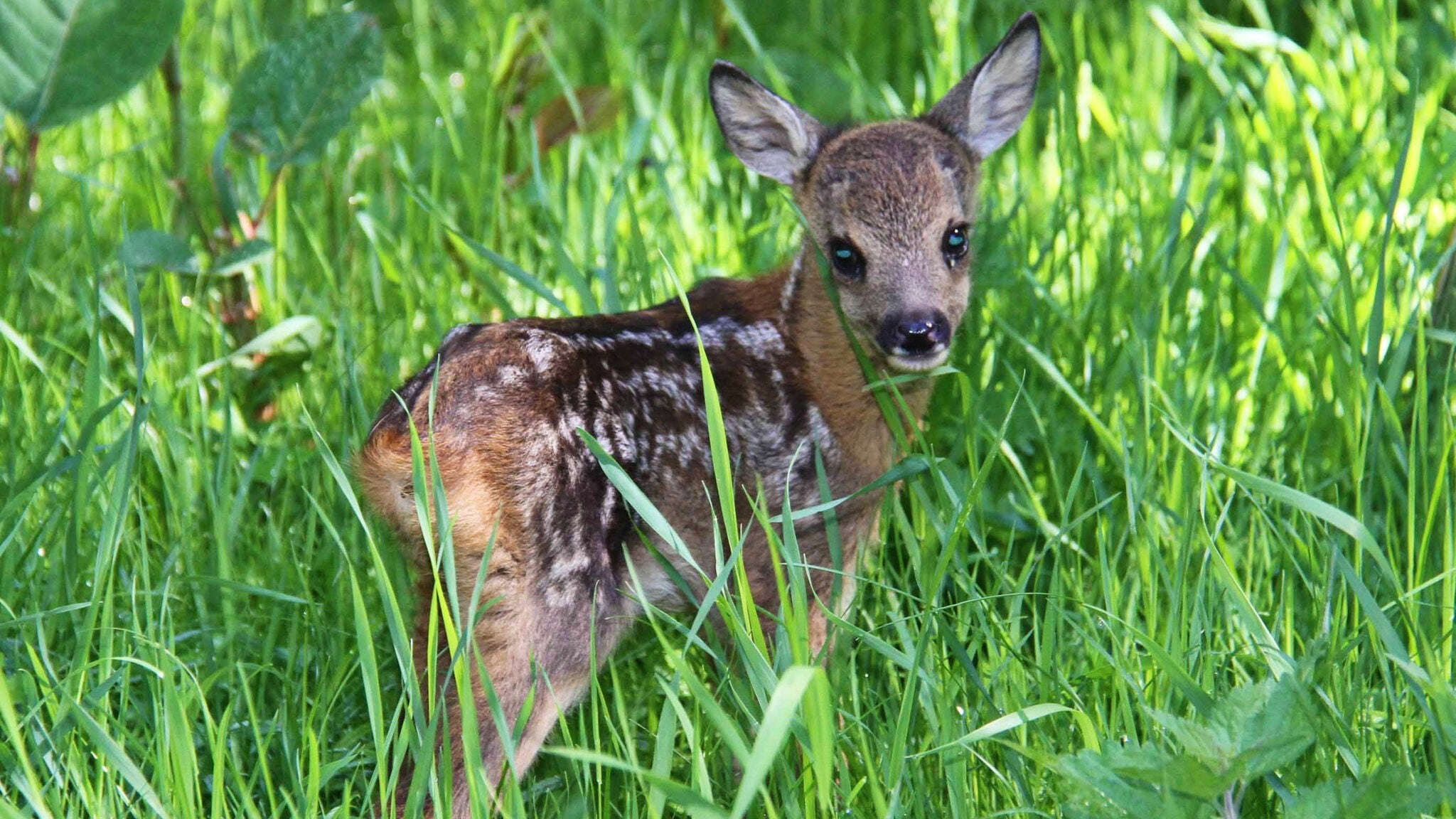 "We've never had one before" - How a child (12) shot a deer instead of ...