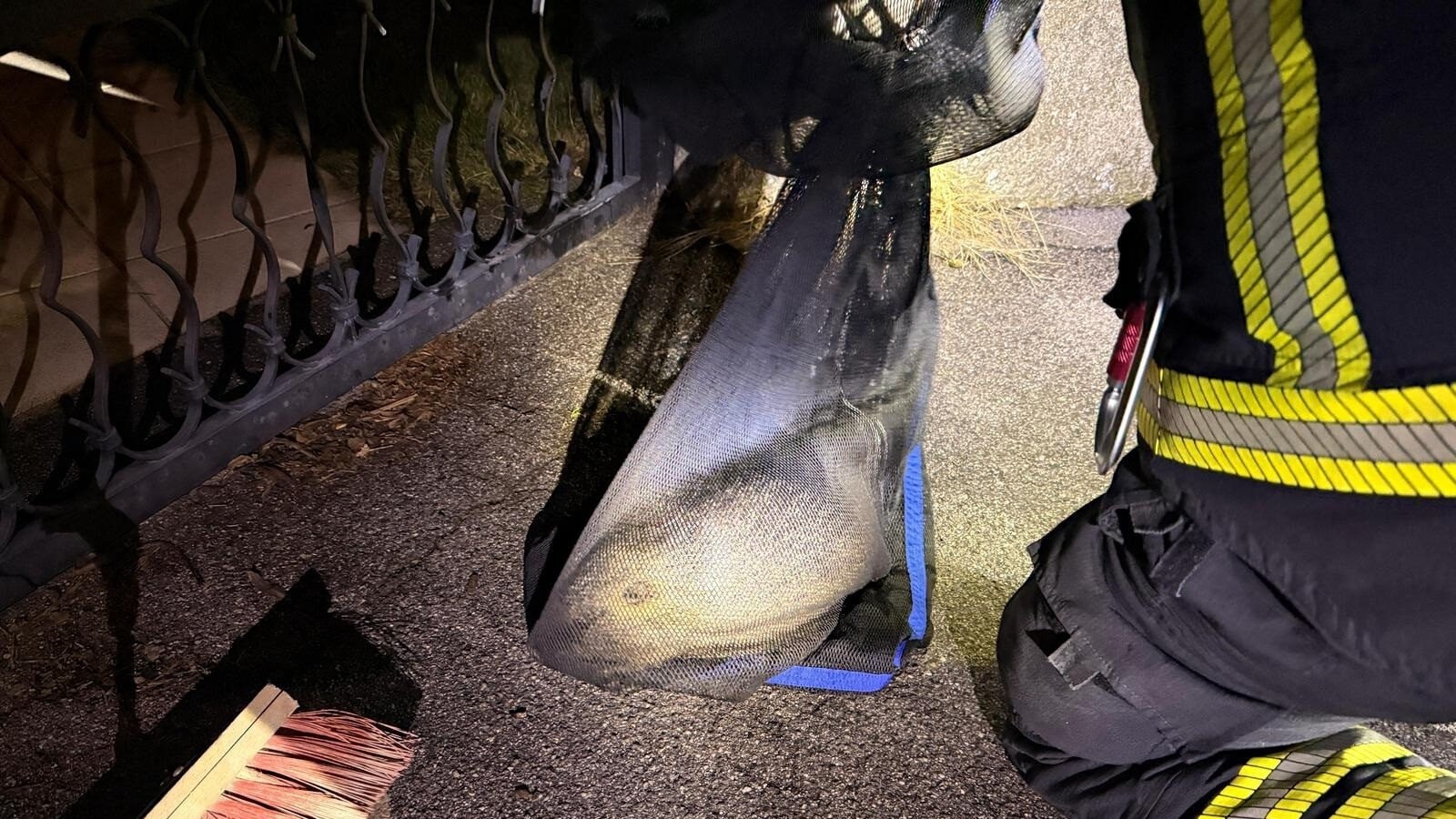 Tierischer Einsatz - Biberratte steckte in Garagentor fest | krone.at