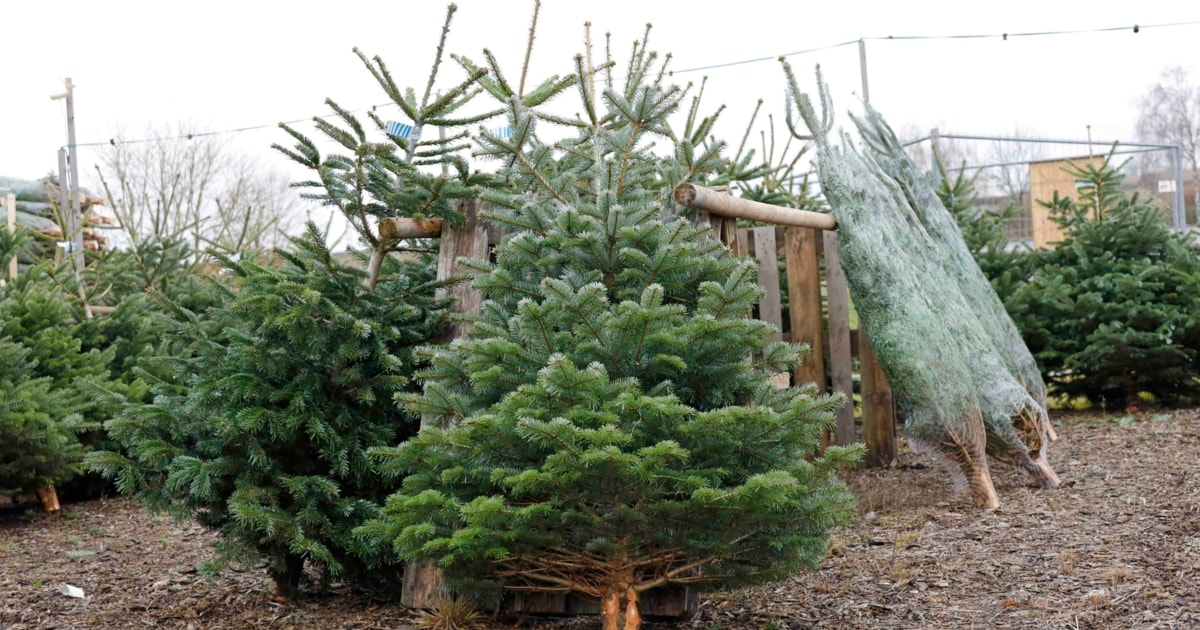 Stimmige Weihnachten - Christbaum ist der „heilige“ Mittelpunkt fürs ...