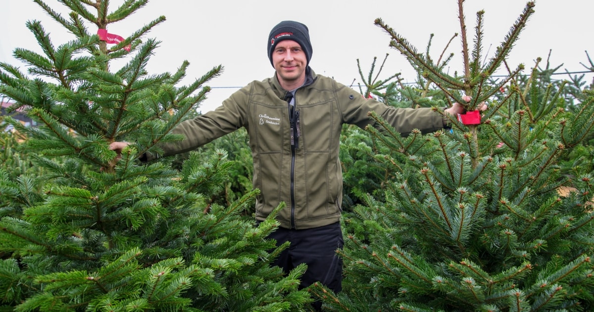 Nostalgie schwingt mit - Wer hat den schönsten Christbaum im Land ...