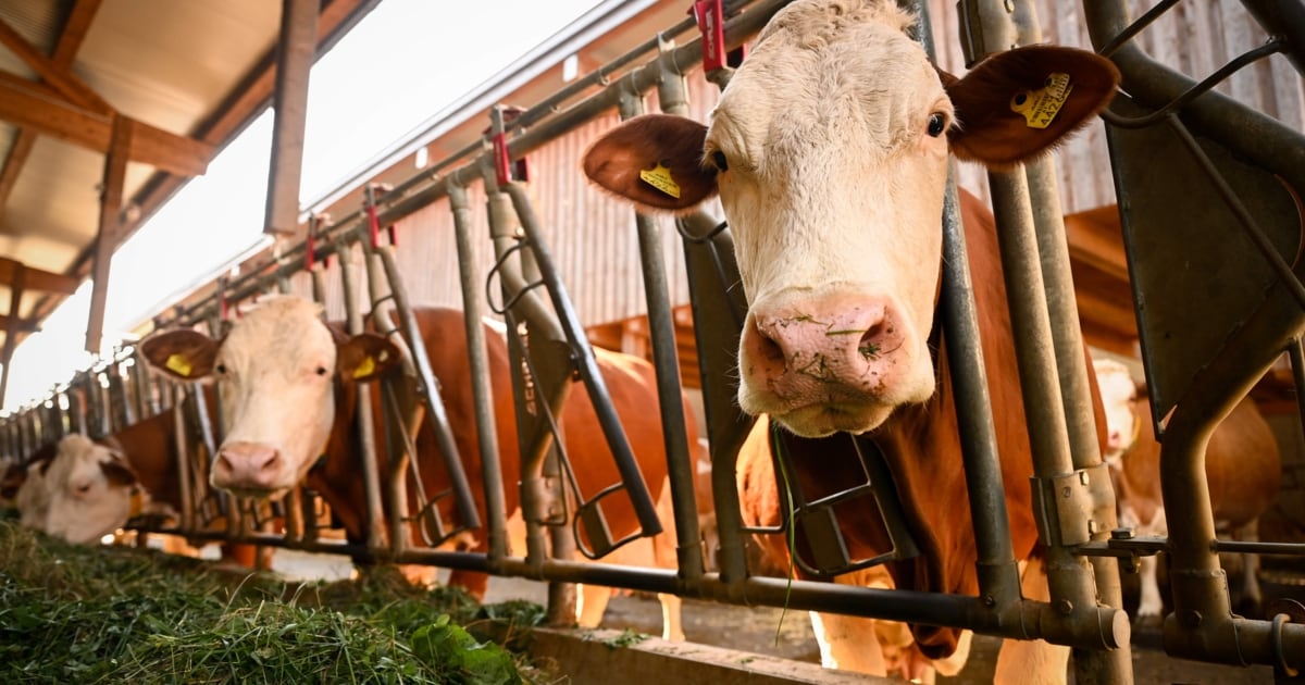 Deal mit Südamerika - Durch Mercosur-Pakt droht jetzt Bauernsterben ...