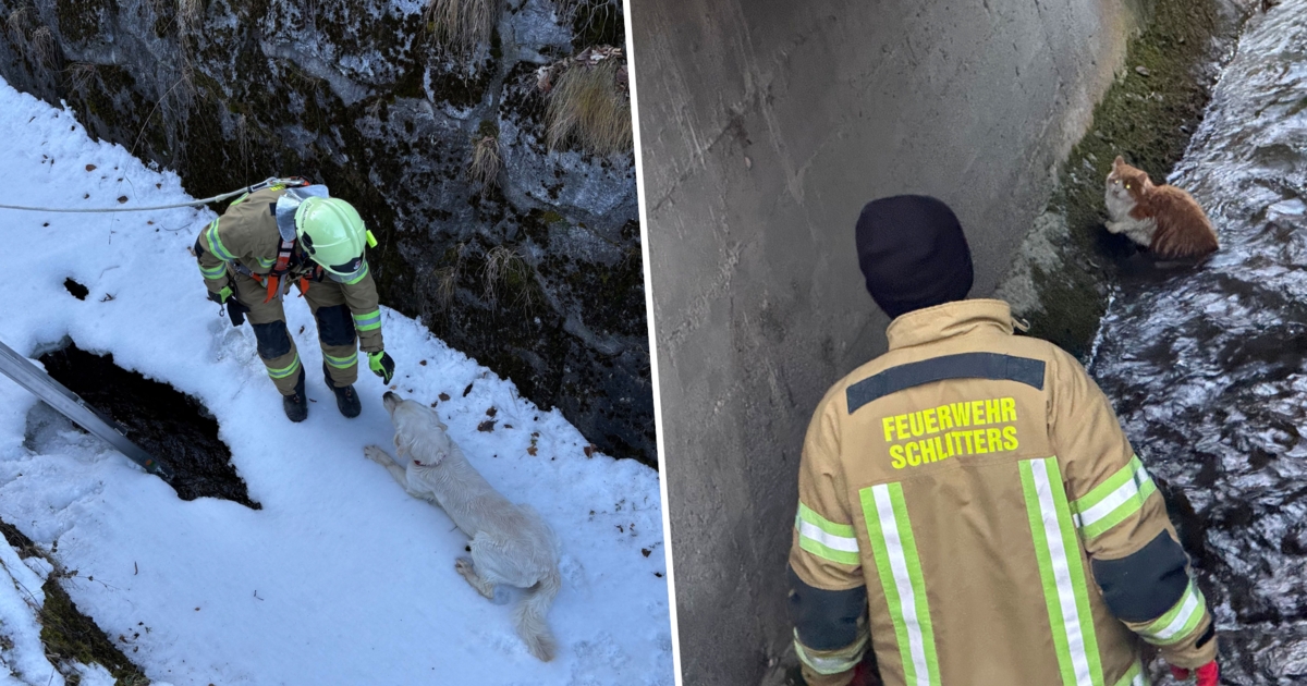 Wieder Rettungseinsatz - Bach im Zillertal gefährlichste Tierfalle ...