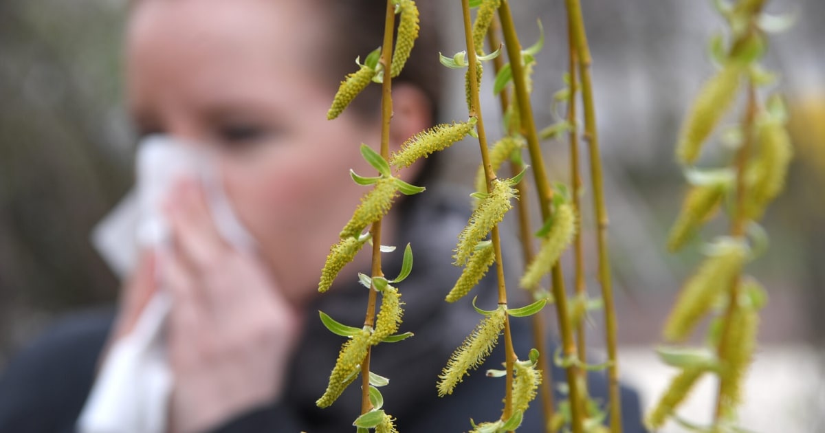 Stronger pollen season expected in 2026 for allergy sufferers | News ...