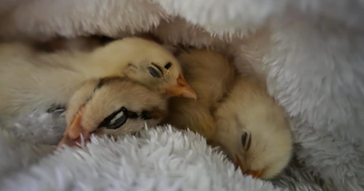 Das Wunder „Natur“ - Küken „Piepsi“ schlüpft aus einem Spar-Premium-Ei ...